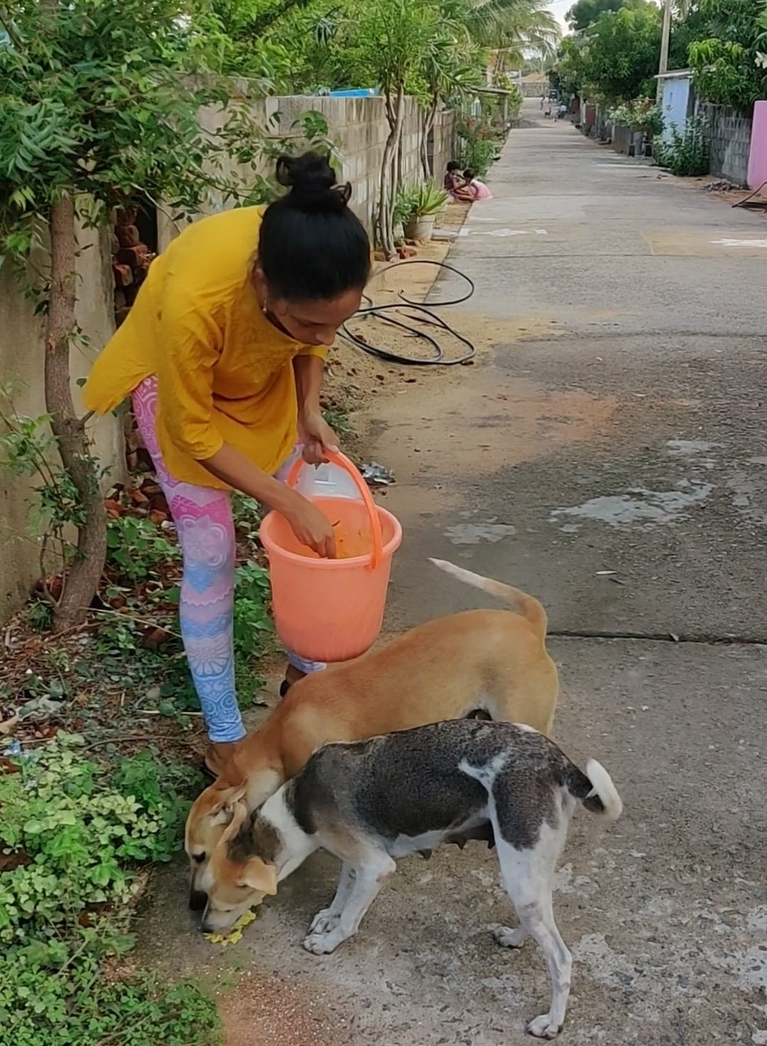 What we do at Yazhini-rescue to help street dogs in need
